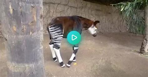 Okapi Album On Imgur