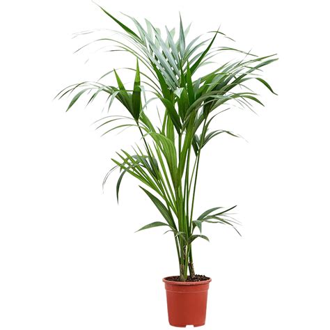 Тенелюбивые комнатные растения 10 неприхотливых вариантов