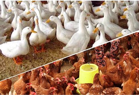 HƯỚNG DẪN KỸ THUẬT TẠO ĐỆM LÓT SINH HỌC TRONG CHĂN NUÔI Công Ty Cổ