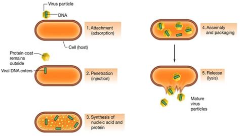 Microbio Exam 4 Review Flashcards Quizlet