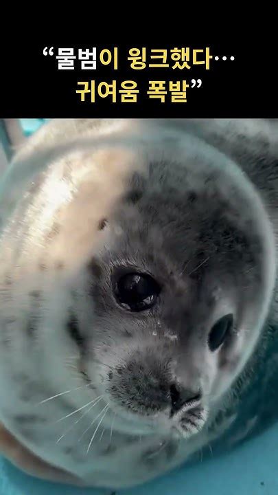 귀여운 물범 Youtube