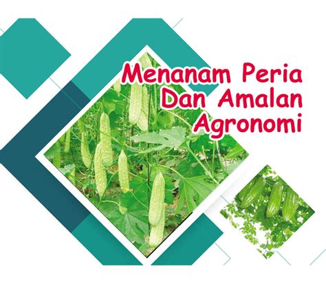 Menanam Peria Dan Amalan Agronomi Info Pertanian Online