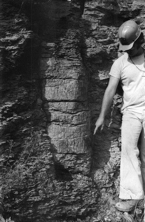 Upright Standing Fossil Tree Stumps Fossils Kentucky Geological Survey University Of Kentucky