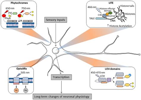 Subcellular Targeting Of Opto Tools Various Light Sensitive Systems