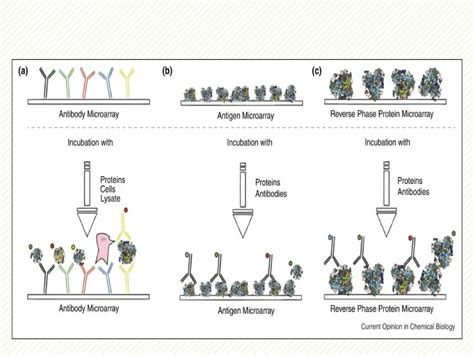 Protein Microarray Matrix Protein Identification Ppt