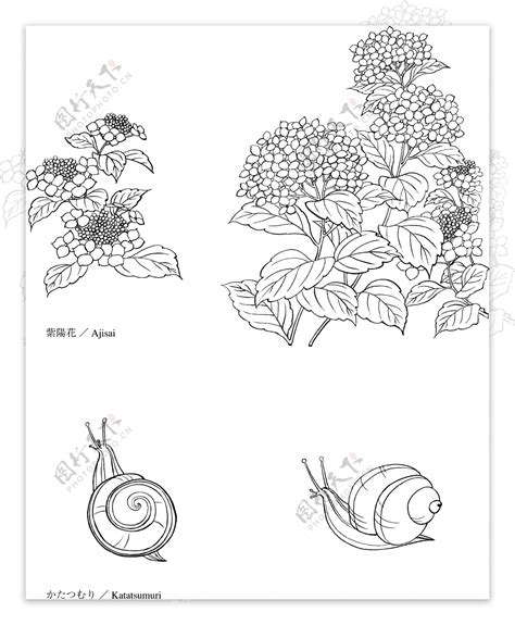 花草白描素描线稿图片素材 编号14743876 图行天下