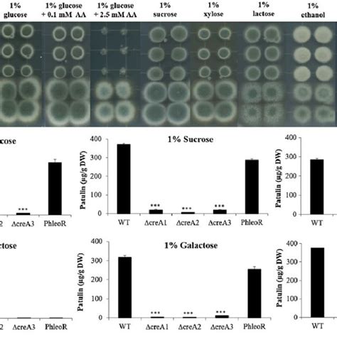 Effect Of Different Carbon Sources On Phenotypic Growth And Patulin