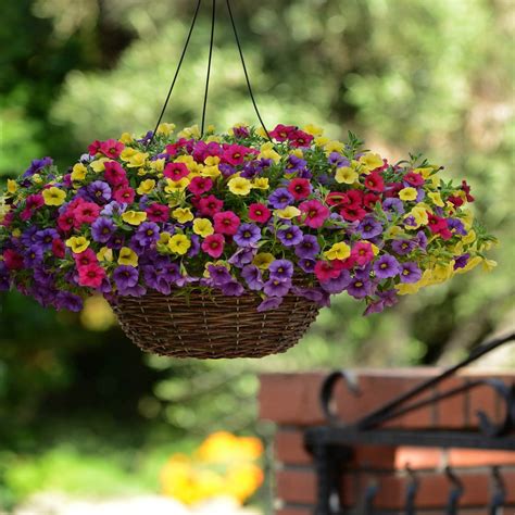 Ампельные цветы для кашпо на улице 84 фото