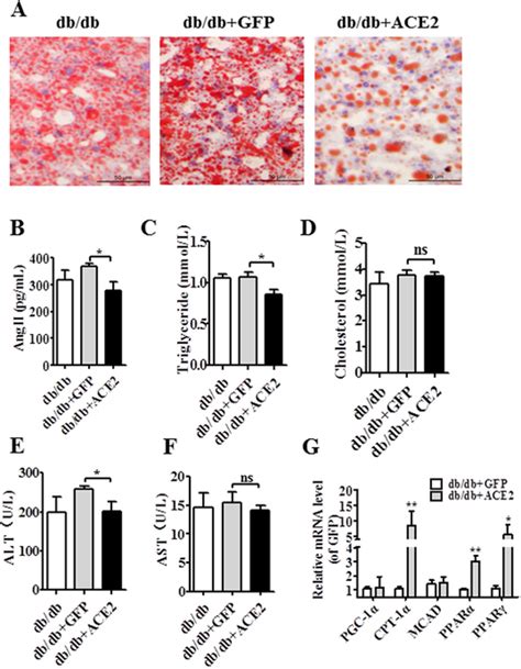 hepatic overexpression of ace2 ameliorated hepatic steatosis of db db