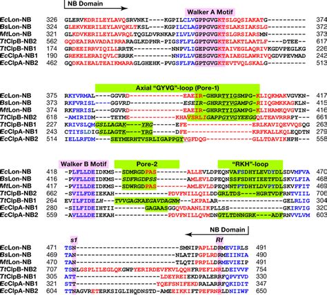 structure‐based sequence alignment of the nb domains of eclon bslon