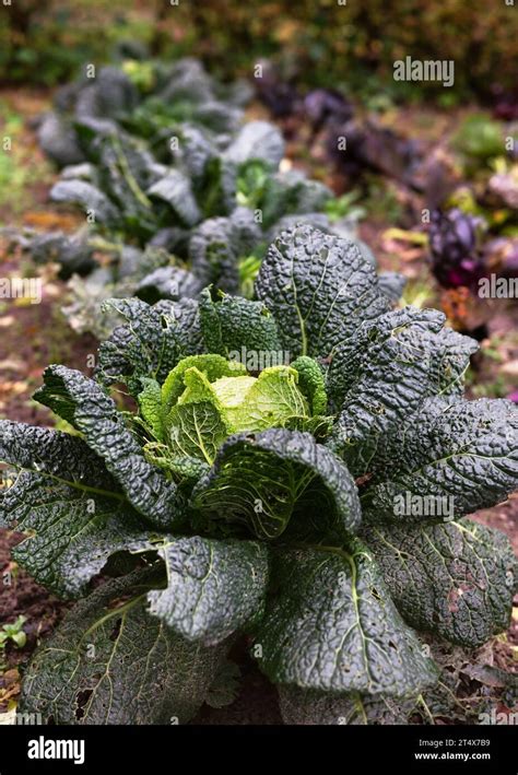 Savoy Cabbage With Crinkled Leaves Growing In Ecological Vegetable