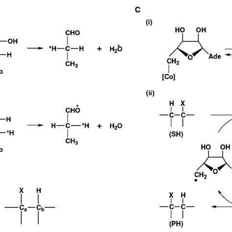 Summary Of Labeling Experiments On The Diol Dehydratase Reaction And Download Scientific