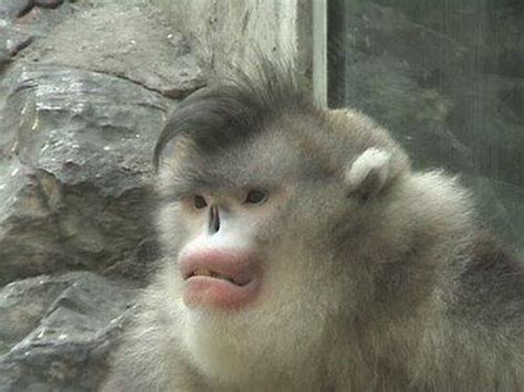 Необычные животные нашей планеты