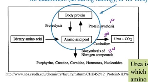 Metabolic Routes Flashcards Quizlet