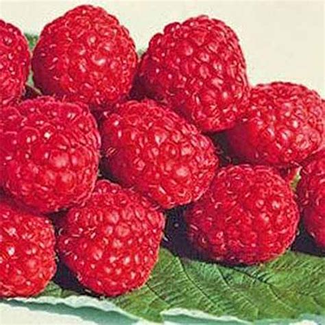 13 Of The Best Raspberry Varieties To Grow In Your Garden