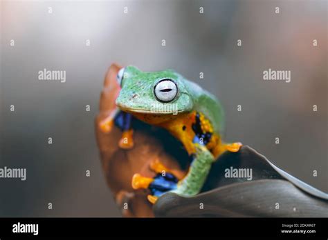 Tree Frog Mouth Open Hi Res Stock Photography And Images Alamy