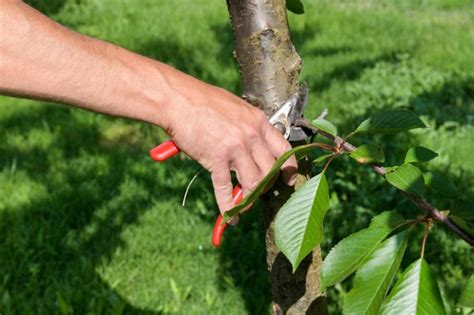 Best Practices And Benefits Of Various Tree Pruning Methods