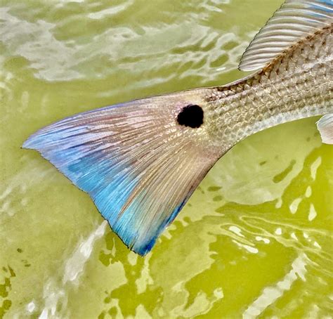 All Things Fly Fishing