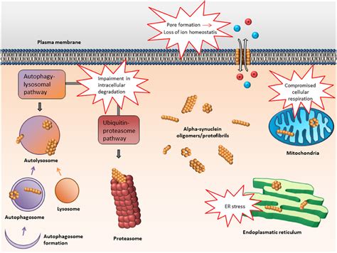 Frontiers Alpha Synuclein Oligomers—neurotoxic Molecules In Parkinsons Disease And Other Lewy