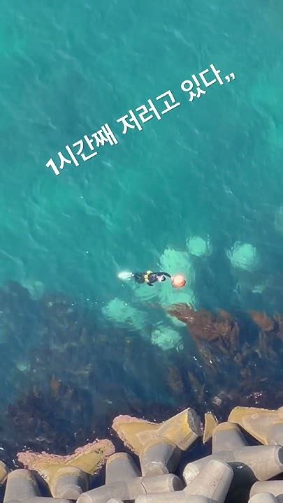 도대체 뭘 잡고 있는거임 해녀 스쿠버다이빙 작살 문어 바다낚시 Shorts Youtube
