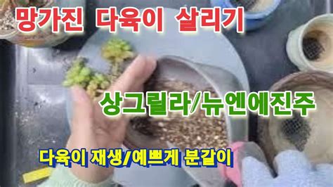 상그릴라 뉴엔에진주 작은분으로 이사했어요 多肉植物 Succulent 다육이키우기 다육식물 다육이분갈이 일상기록 다육이키우기 Youtube