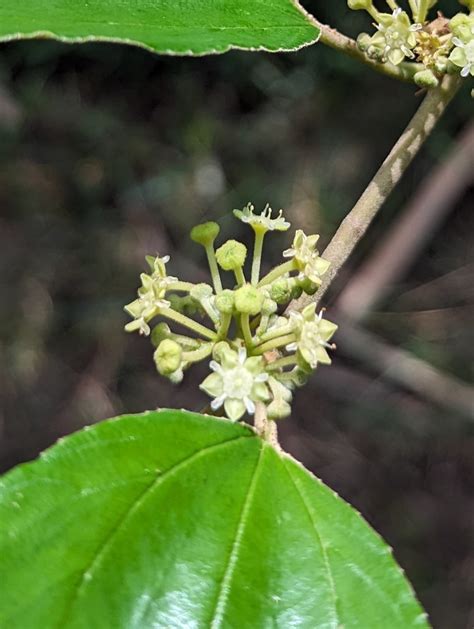 Bud Object Detection Dataset And Pre Trained Model By Object Detection