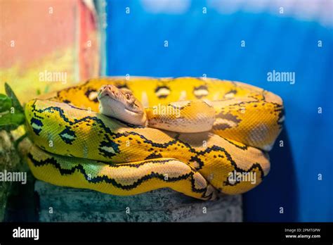 Le Python Réticulé Malayopython Reticulatus Est Une Espèce De Serpent De La Famille Des