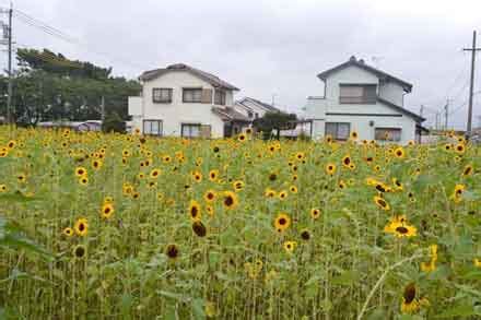 ひまわり畑豊川市本野町 東三河を歩こう