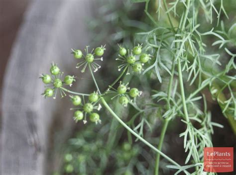 Кориандр посевной (Coriandrum sativum) — описание, выращивание, фото ...