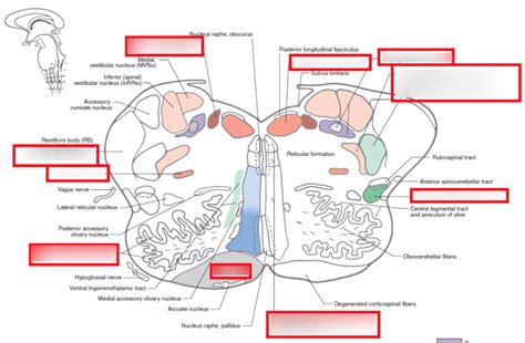 Raphe Nucleus Cross Section