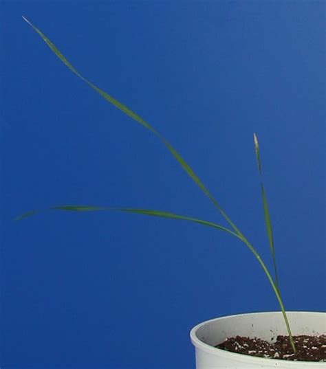 Extracting A Skeleton For A Frame Download Scientific Diagram