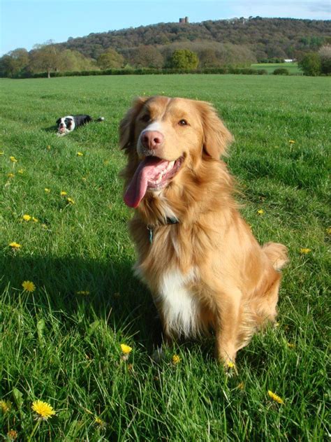 Golden Retriever Border Collie Mix
