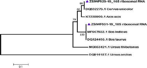 The Maximum Likelihood Ml Tree Constructed On The Basis Of Mtdna Gene