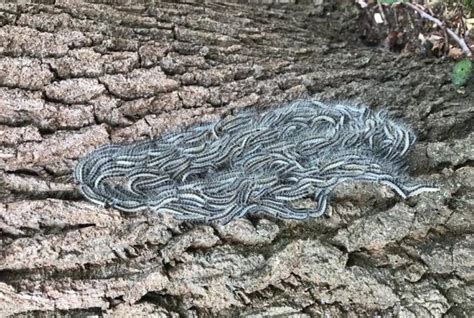 Tree Pests And Diseases Royal Forestry Society