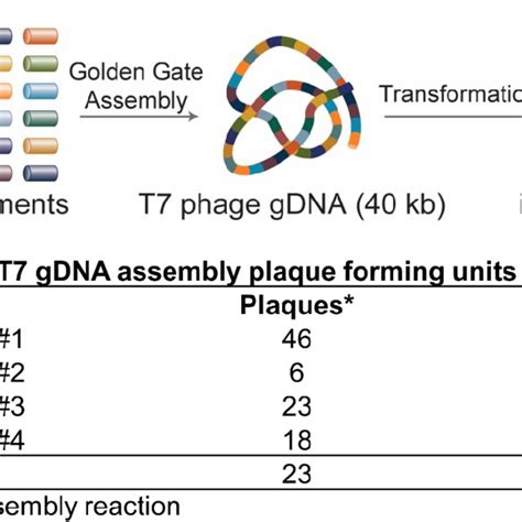 One Pot Golden Gate Assembly Of 52 Fragments Into A Destination Vector
