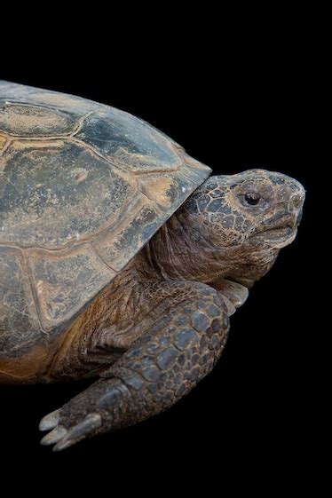 Gopher Tortoise Facts And Photos