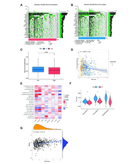 Tumor Mutation Load And Immune Function In Different Risk Population Download Scientific