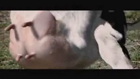 Free Sex Porn Videos XHamster