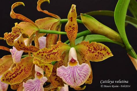 Cattleya Velutina Cattleya Orchid Plants Orchids