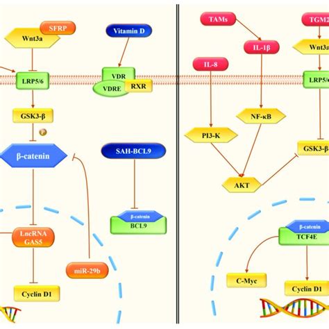 Regulation Of Angiogenesis Via The Wnt β Catenin Signaling Pathway In Download Scientific