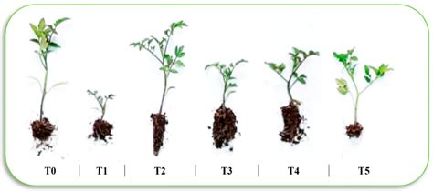 Combined Application Of Trichoderma Harzianum And Paclobutrazol To Control Root Rot Disease