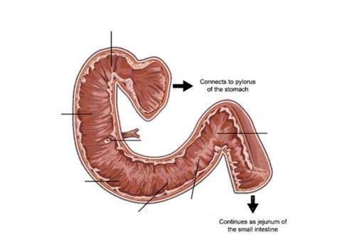 Duodenum Diagram Quizlet