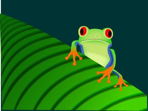 Red Eye Tree Frog Vector Images Over 120