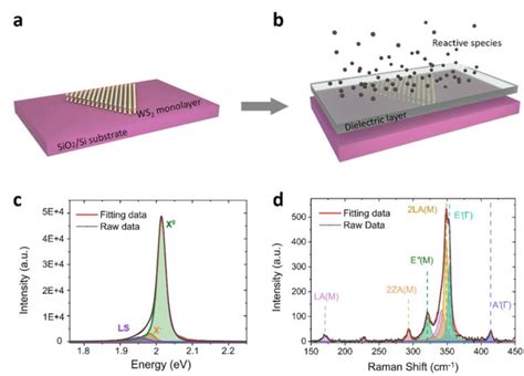 A Schematics Of A Ws2 Monolayer On Sio2 Si Substrate B Schematics Download Scientific