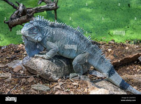 Green Iguanaiguana Iguana Also Known As The American Iguana Or The