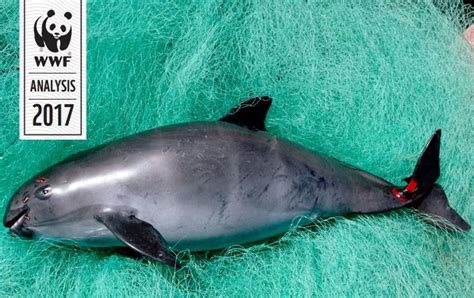Leonardo Dicaprio Working With Mexico Carlos Slim To Protect Vaquita