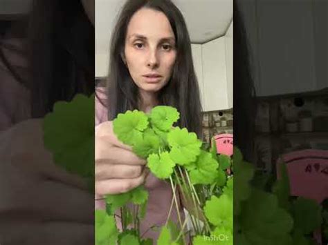 Фитильный полив. Как организовать - YouTube