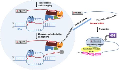 Schematic Representation Of Transcription And Translationinitiation