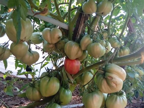 Томат Абаканский розовый: описание сорта, ОТЗЫВЫ (47), фото | tomatland.ru