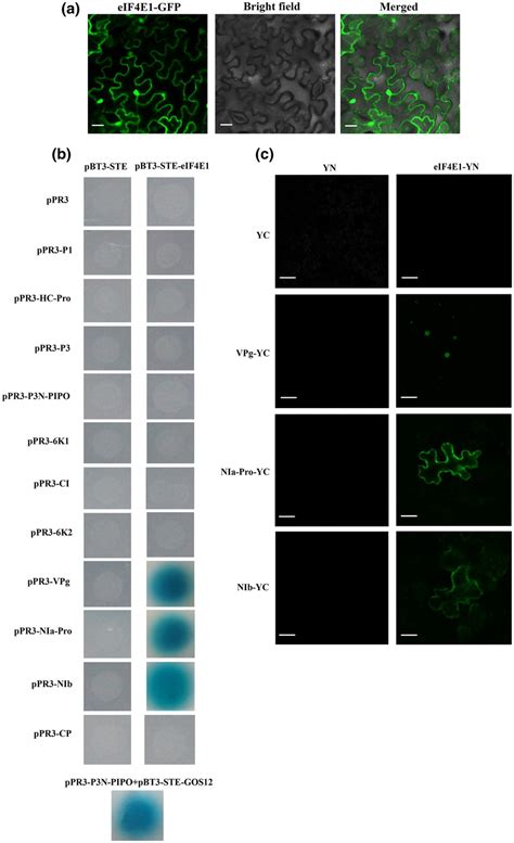 Subcellular Localization Of Soybean Eif4e1 And Analysis Of